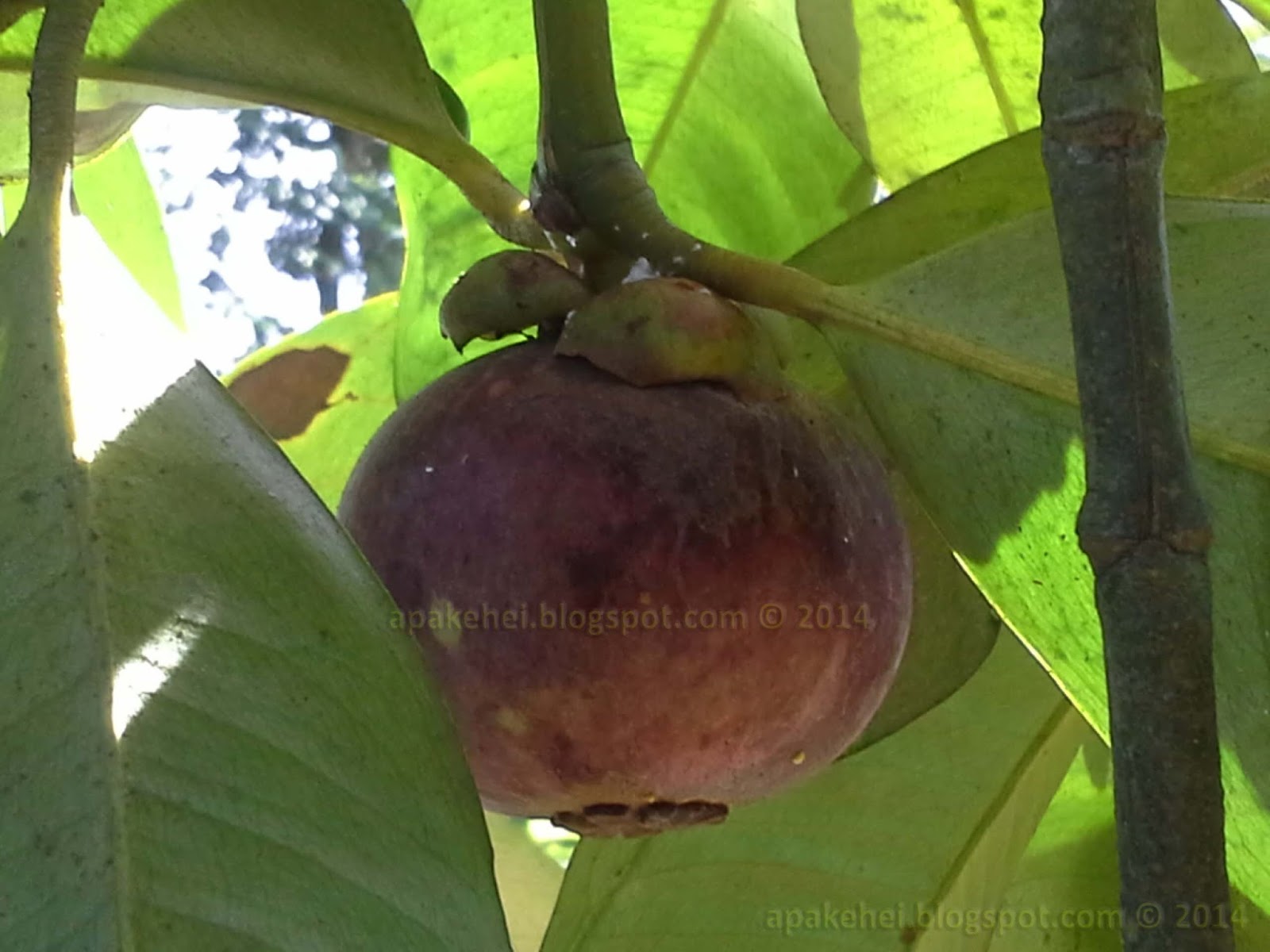 Manggis ohh.. manggis Once Blogger is Always Blogger