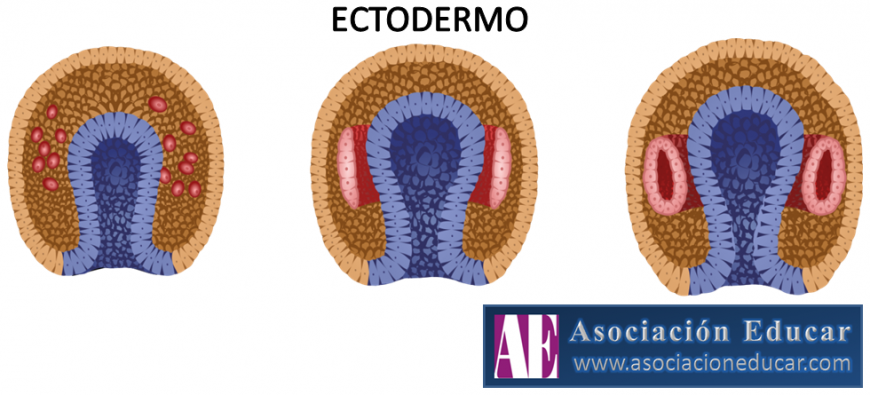 HISTO-EMBRIOLOGIA: CAPAS GERMINALES