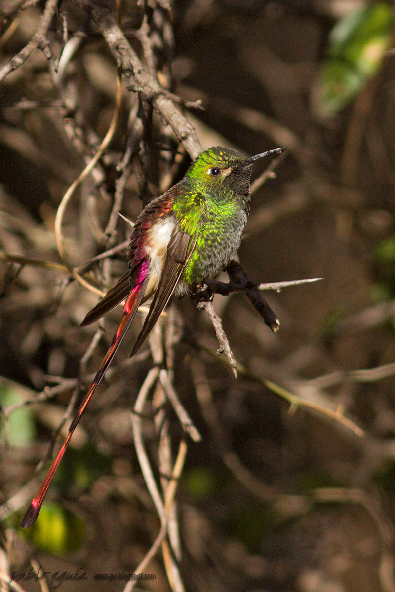 mis fotos de aves: Sappho sparganurus Picaflor Cometa Red-tailed Comet