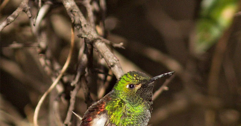 mis fotos de aves: Sappho sparganurus Picaflor Cometa Red-tailed Comet