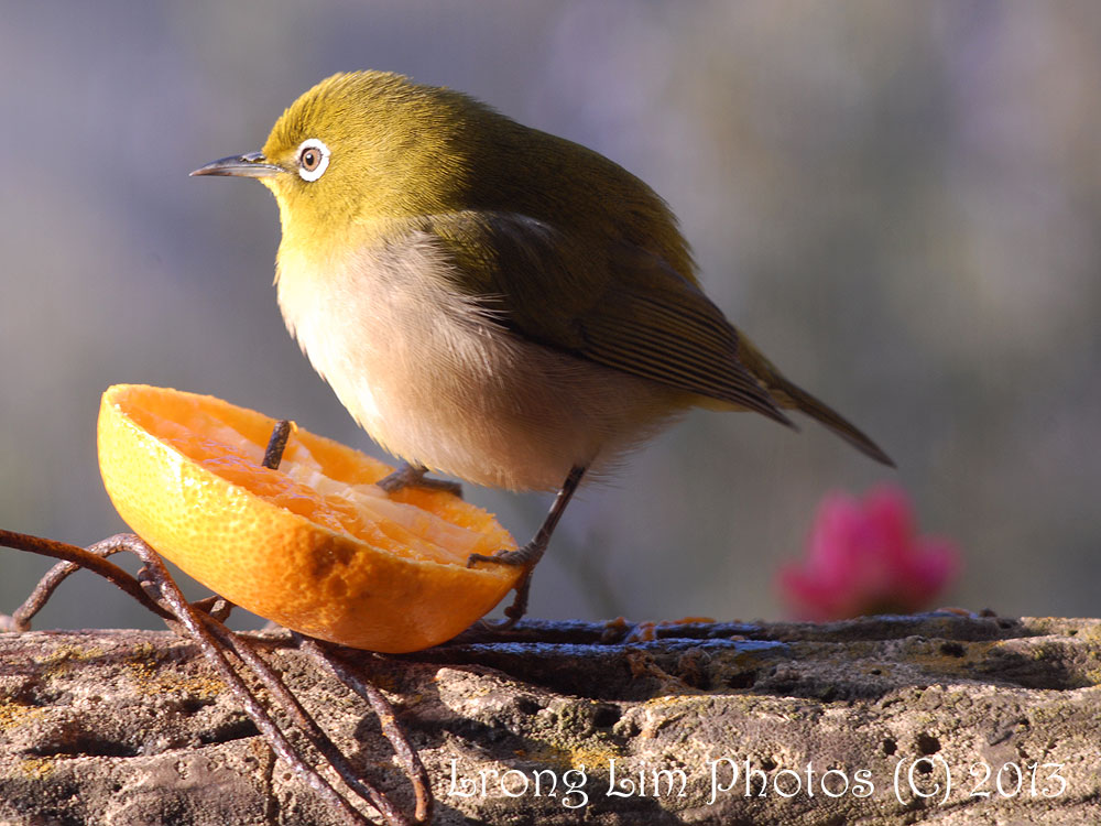 Kedahan-Malaysian @ Japan: Japanese White-eye or mejiro