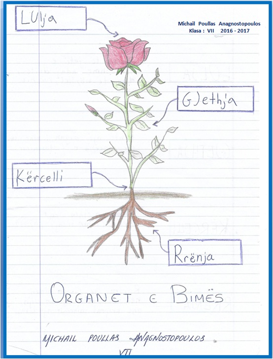 Michail's observatory: Organet e Bimës