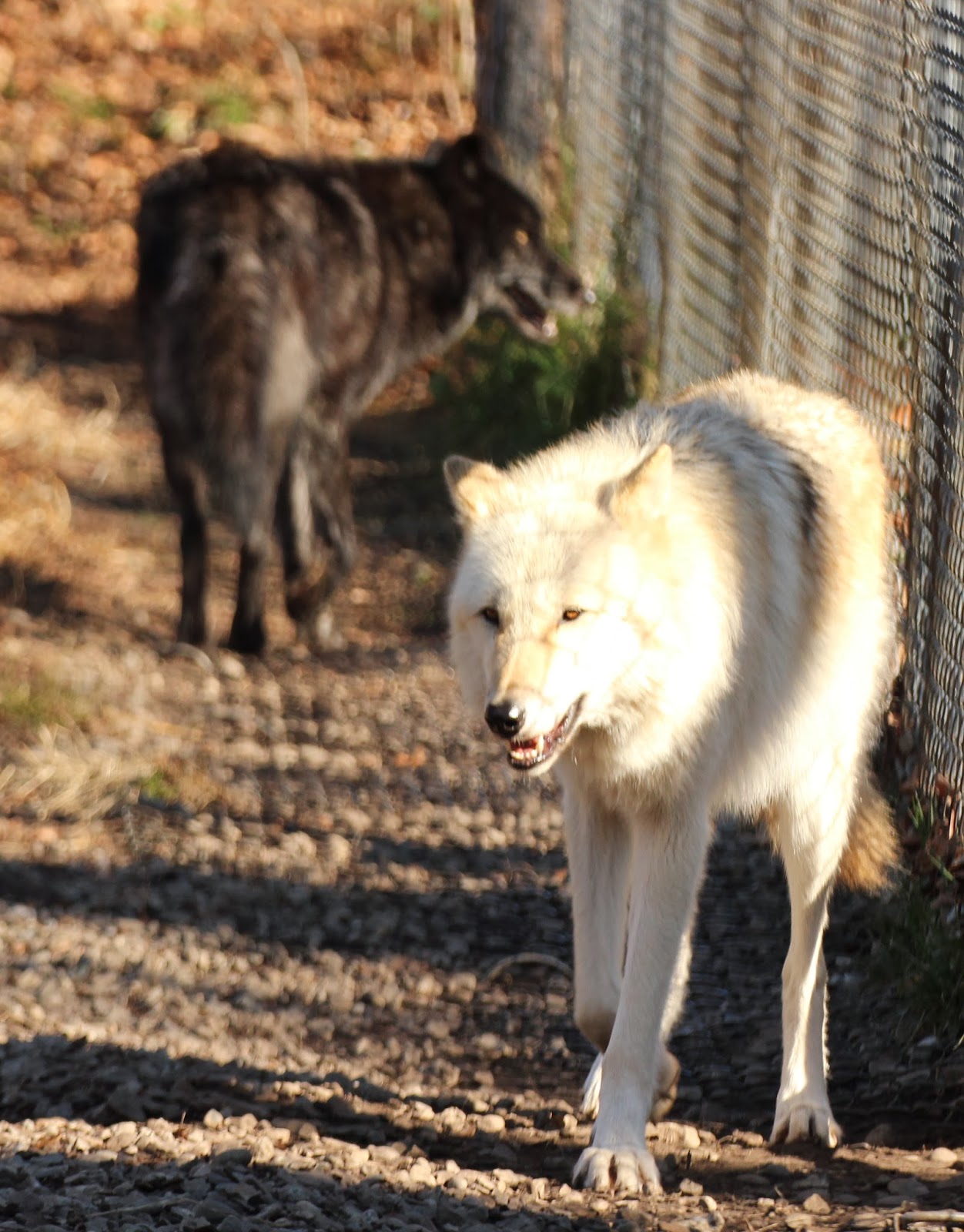 Wolf Conservation Center, South Salem NY