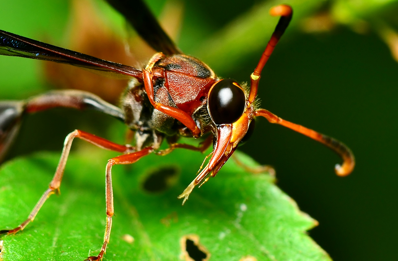 Macrofotografia de Insetos-Diversos3 - K2_Natureza