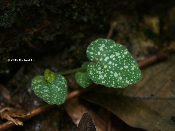 The rainforests of Borneo & Southeast Asia: Begonia variabilis from ...