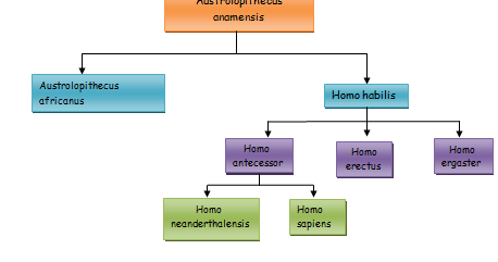 DISFRUTEMOS LAS CIENCIAS NATURALES profesor MAURIS SARRIA: EVOLUCIÓN HUMANA
