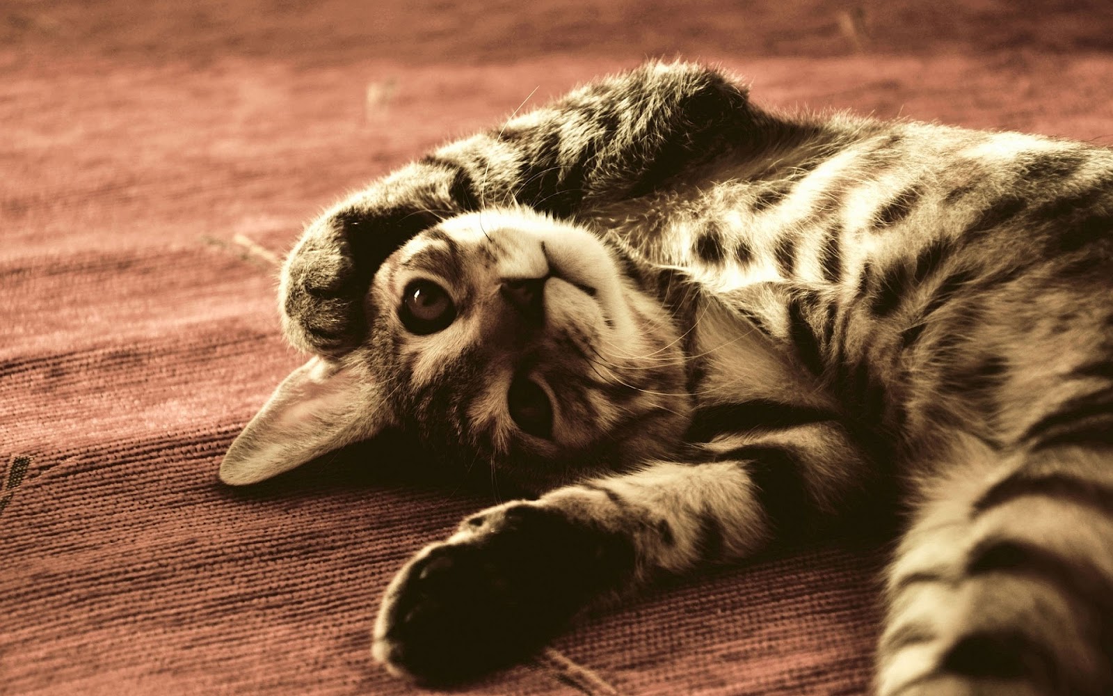 40 mooie katten achtergronden en foto's