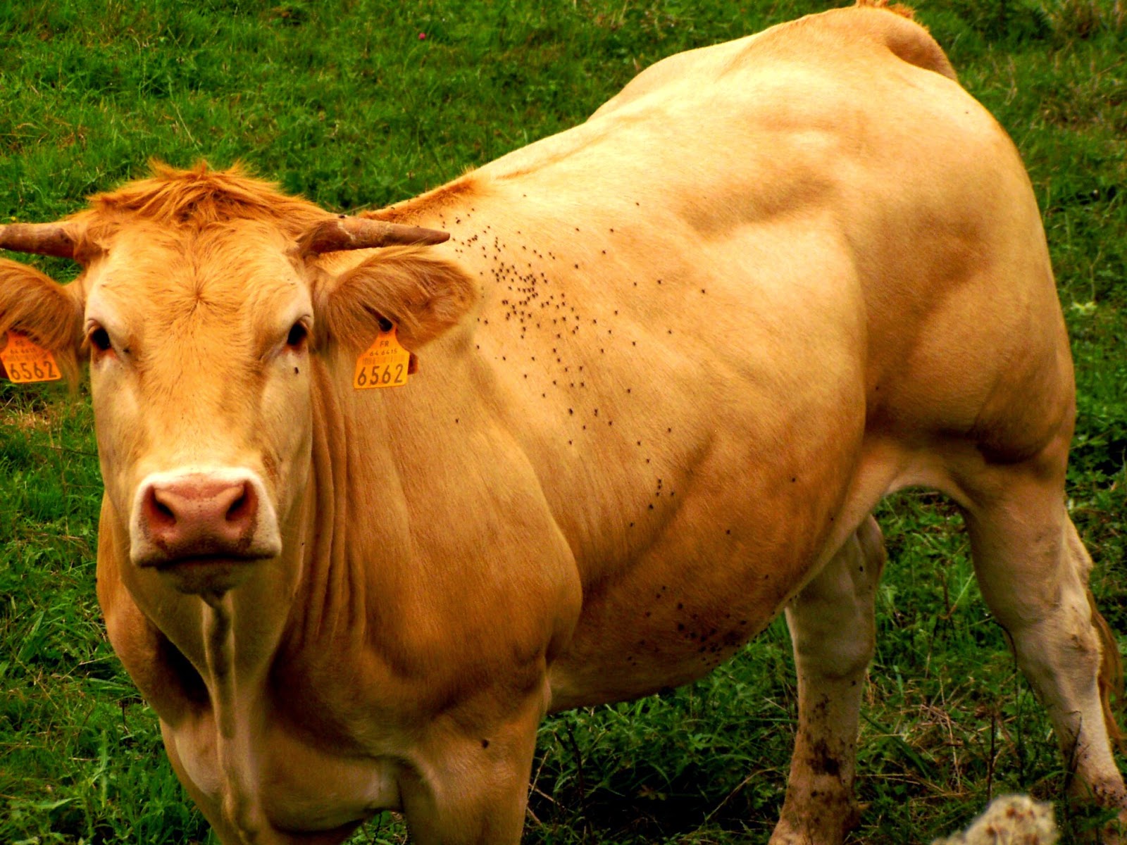 Professor P.Brain's blog: GM Cows to Rescue the Badger?