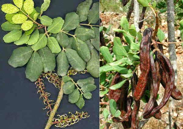 Cura e salute dell'apparato digerente: l'efficace aiuto del carrubo