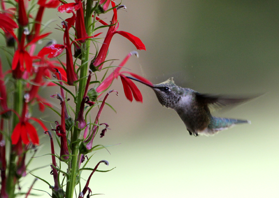 Vickie Henderson Art: Hummingbirds, Pollination and Knoxville's ...