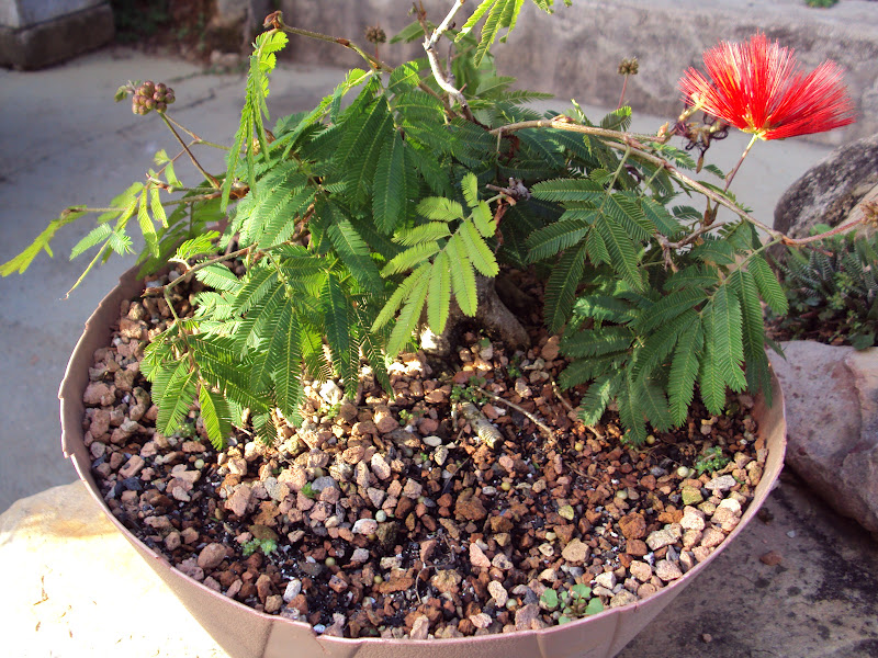 Bonsai Minas: Calliandra vermelha - primeiro vaso