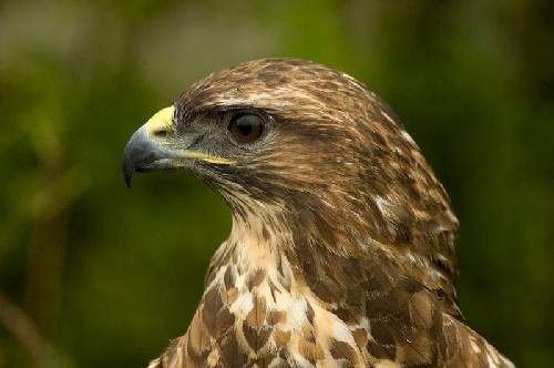 Birds of India | Bird World: July 2015