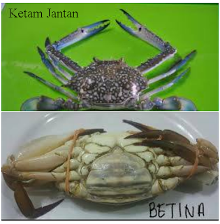 Food, Lifestyle, Education, Parenting, DIY | CaraResepi