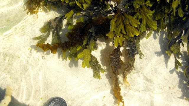 Tang Mad Fra Hav: Kom igang med at plukke din egen spiselige Tang ♥