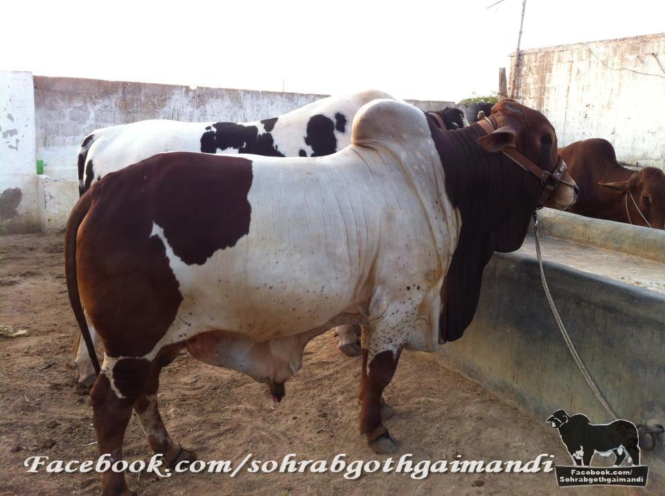 Sohrab Goth Gai Mandi Photos Gallery: Jawaid Cattle Farm 2013