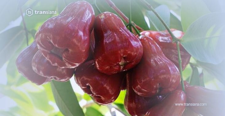 5 Manfaat Jambu Air bagi Kesehatan - XYZ.My.Id