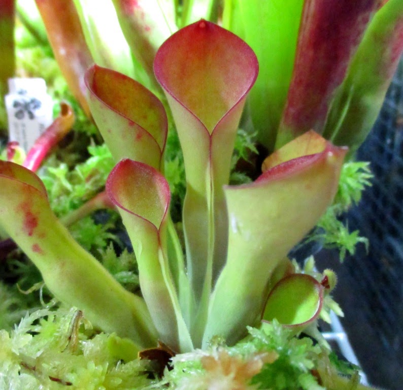 Heliamphora exappendiculata Chimanta Tepui #1
