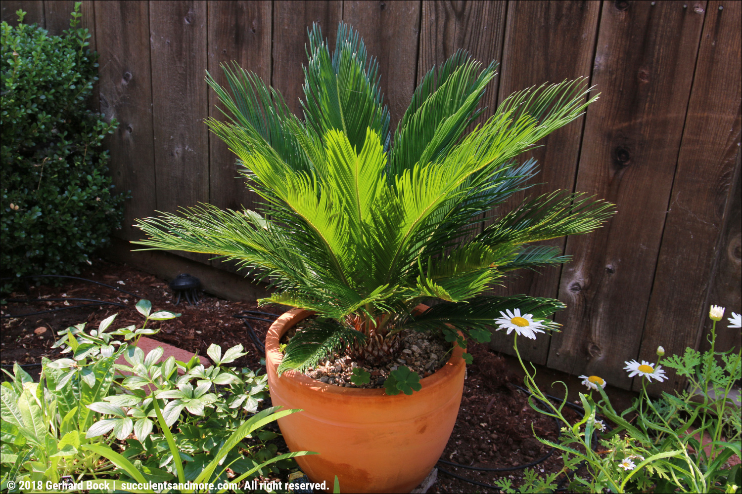 Around the world on 6,000 sq.ft.: Brian's miniature botanical garden