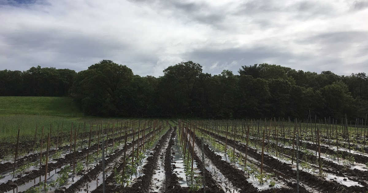 Chestnut Hill Farm: Week 1: Welcome to CSA!!!!
