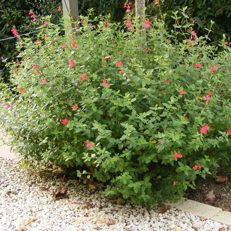 sauge arbustive - France News Collections