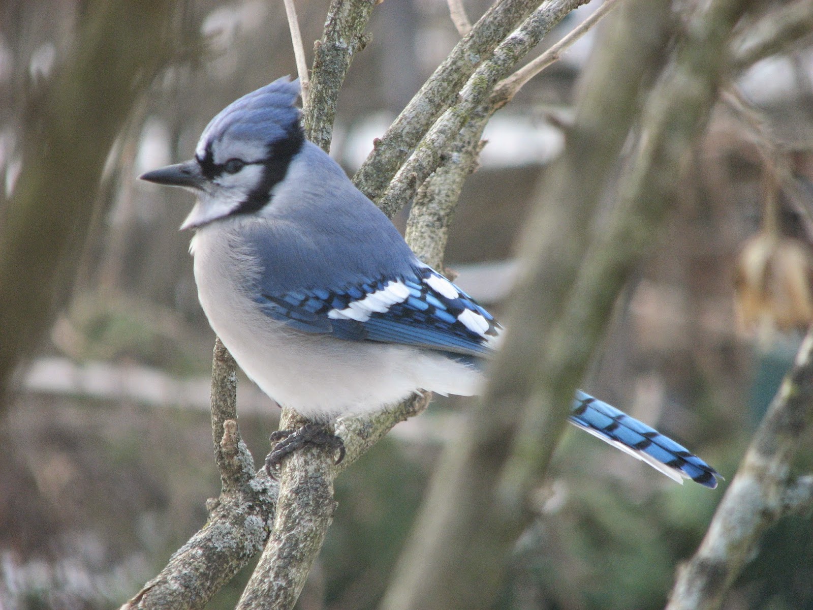 Vermont Birds and Words : Vermont’s Winter Birds – Part One