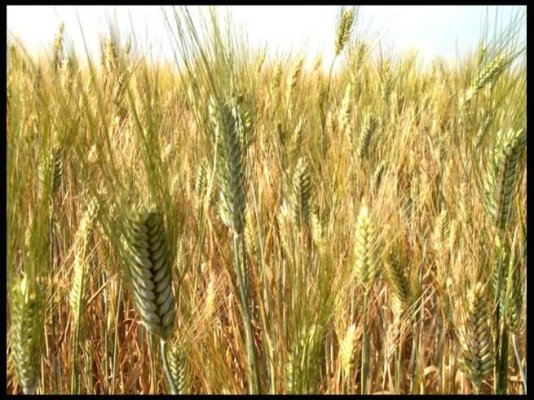 Águas de descanso: A parábola do joio no trigo.