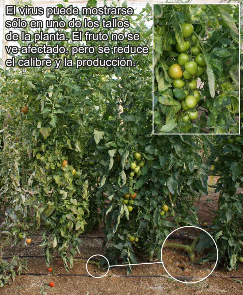 Homo agricola: febrero 2012