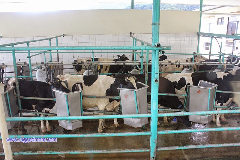 Menyusukan anak lembu di Desa Dairy Farm