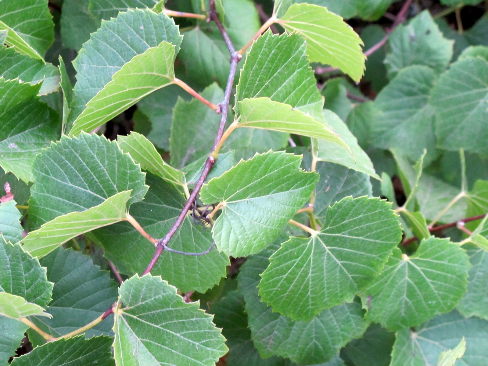 FLORA NEL SALENTO e.. anche altrove: Vitis berlandieri x riparia ...