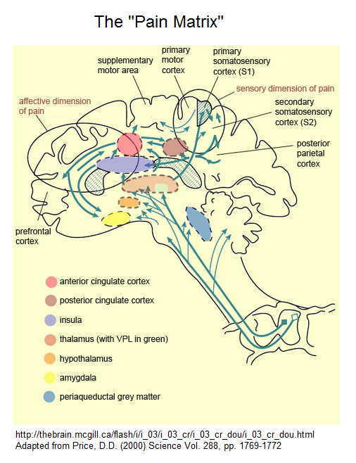 Funny&Amazing Pics&Facts: The Myth of the Brain’s Pain Matrix?