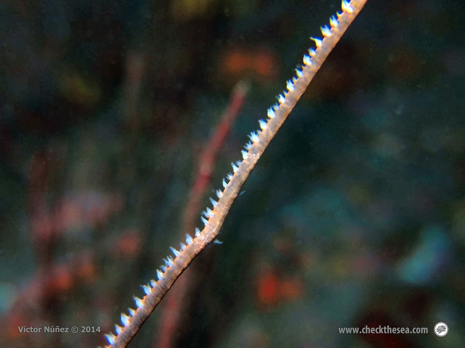 Check the Sea. Web de buceo y fotografía submarina de las Islas ...