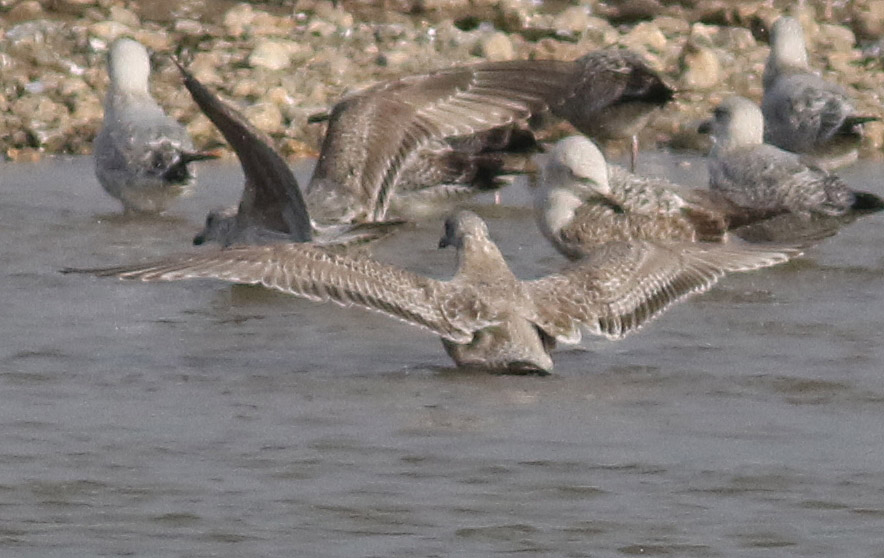 Non-Stop Birding: Northern Gull