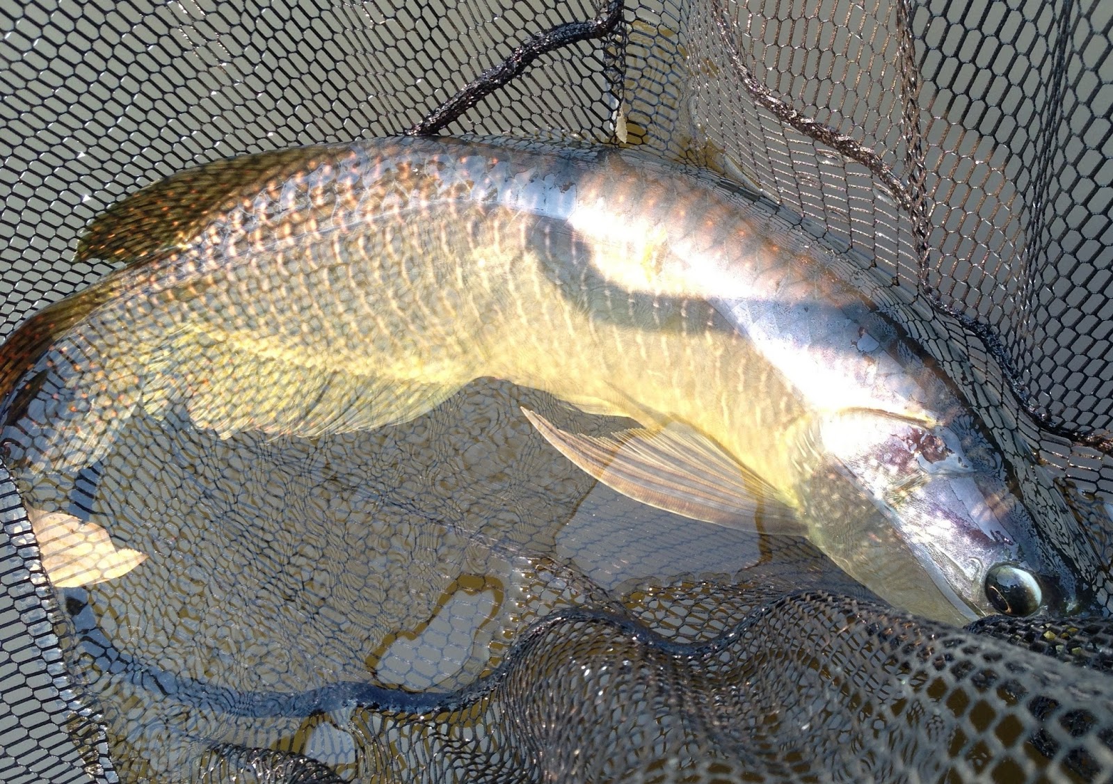 NT Fly Fishers : Of Toga and "things".