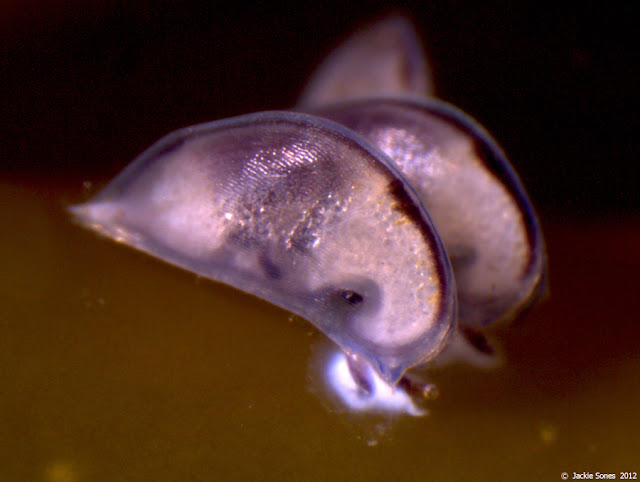 The Natural History of Bodega Head: Purple pelagic cyprids
