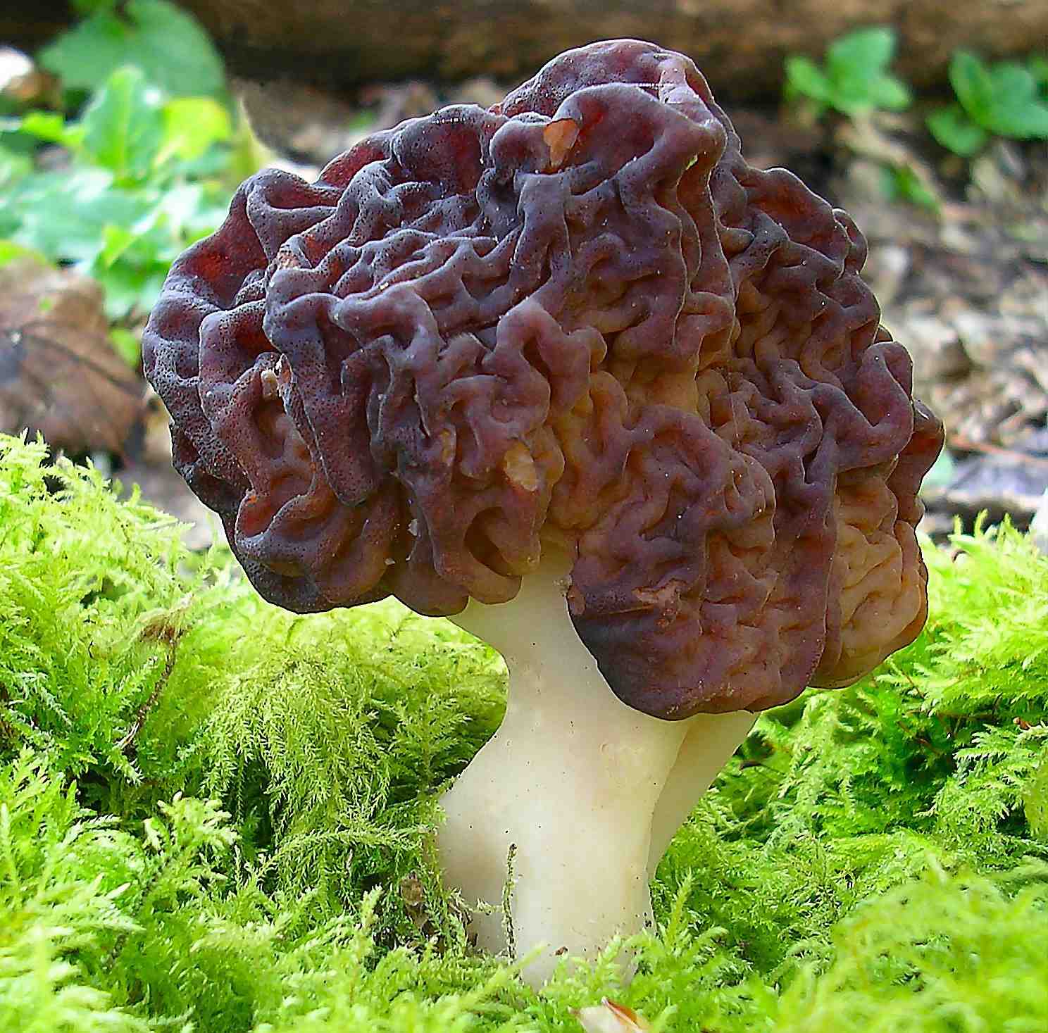 Es Asombroso: Los 15 hongos más raros y hermosos del mundo