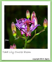 Yard and Garden Secrets: Toad Lily Growing Tips