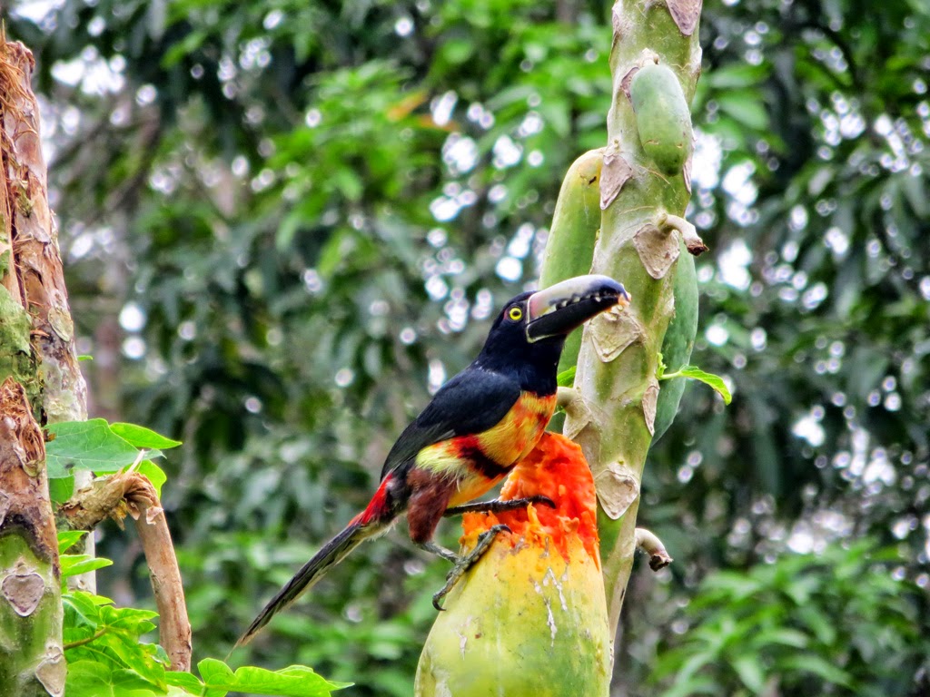ARACARI BIRD photos - wallpapers | the fun bank