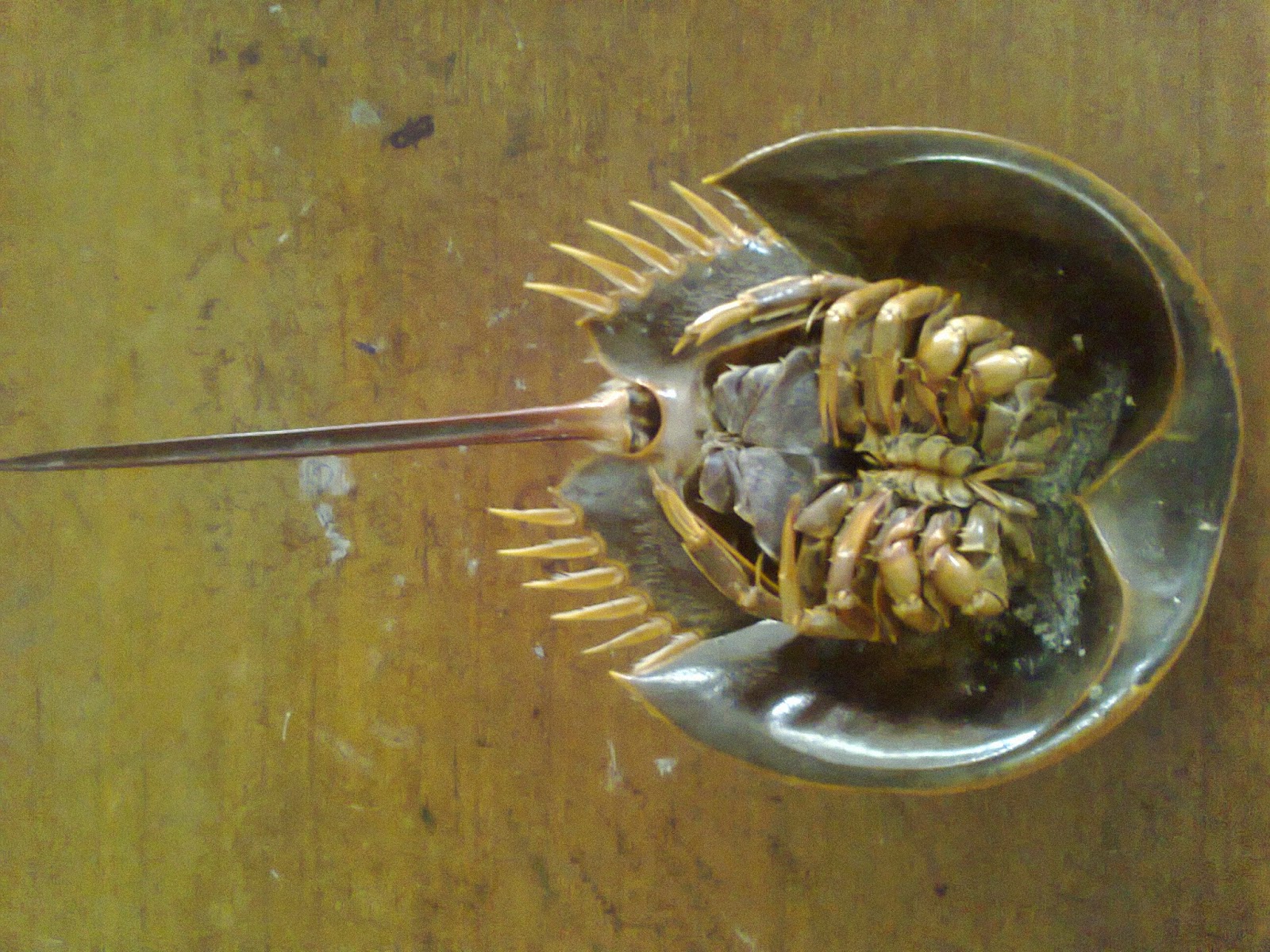 Yupi's biologi : Zoologi Invertebrata