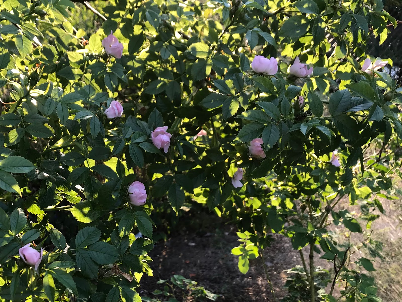 Vilt og vakkert: Rosene kommer