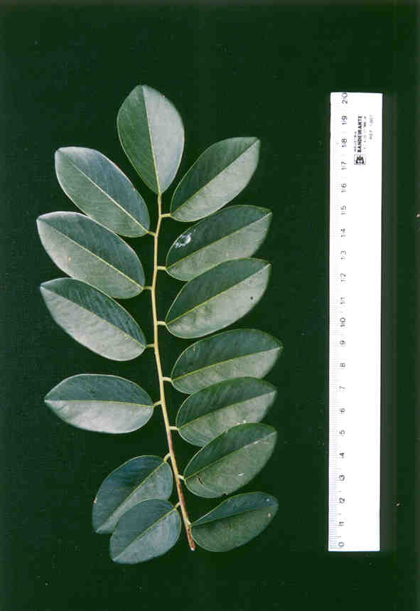 Camaru - Amburana cearensis