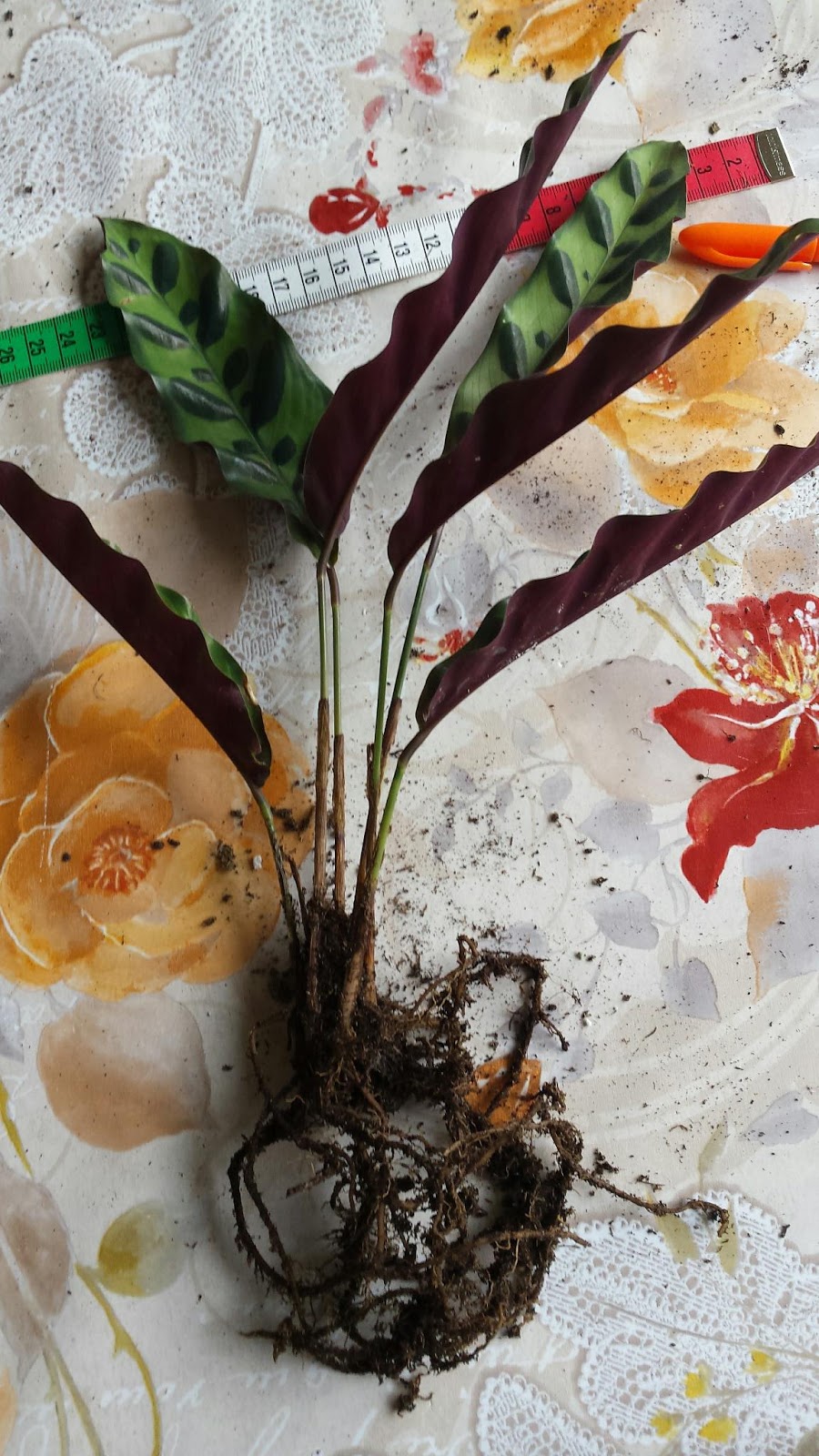 Van Stekkie tot Plant: Stek je Calathea!