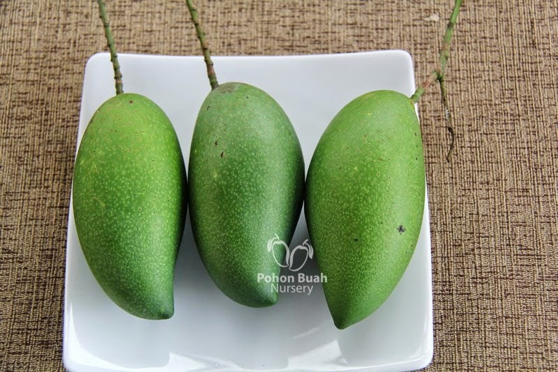 PBN: Mangga Falan (thunder)