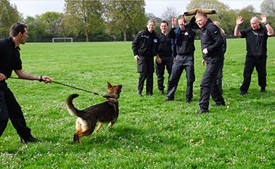 Cornwall, Devon and Dorset Police Dog Section: April 2014