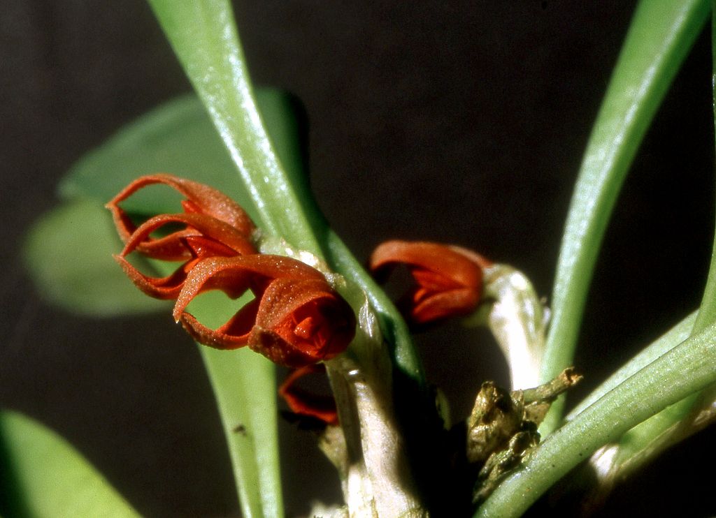 Pleurothallis tribuloides care and culture | Travaldo's blog