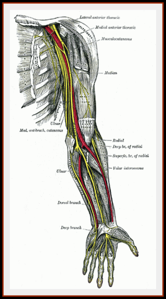 truthlady3: Dermatomes Dermal Segmentation