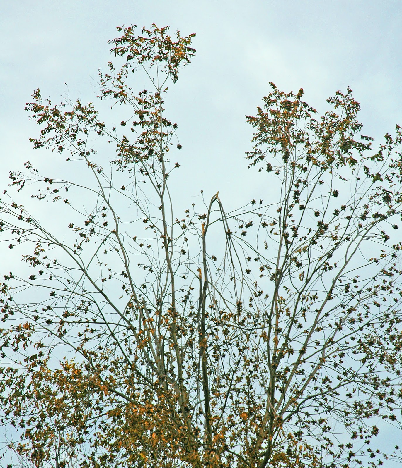 Northern Pecans: What happens when Kanza over-produces