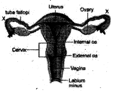 Ringkasan Materi IPA SMP: Sistem Organ Pada Manusia - Bagian 6 (Materi ...