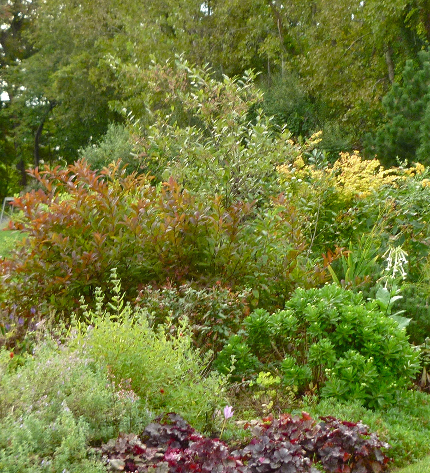 Plant Inventory at 20 Timothy : Birch Garden