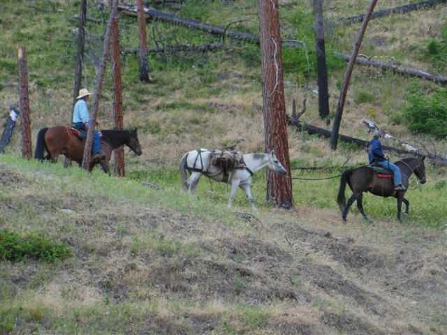 Finding Your Inner Elk ~ Life on The River of No Return: ARRIVAL OF NEW ...