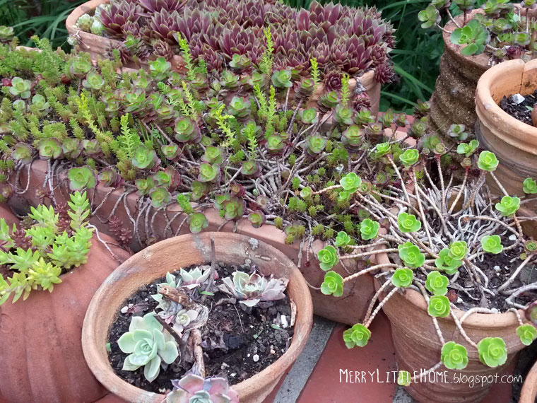 merry little home: SPELA'S GARDEN